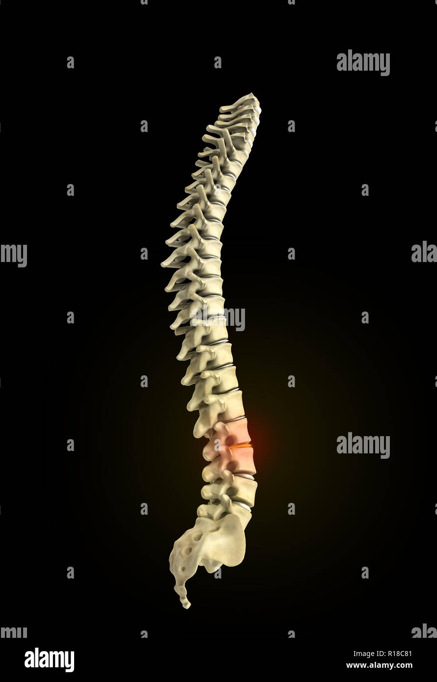 human spine 3d render on black background Stock Photo - Alamy