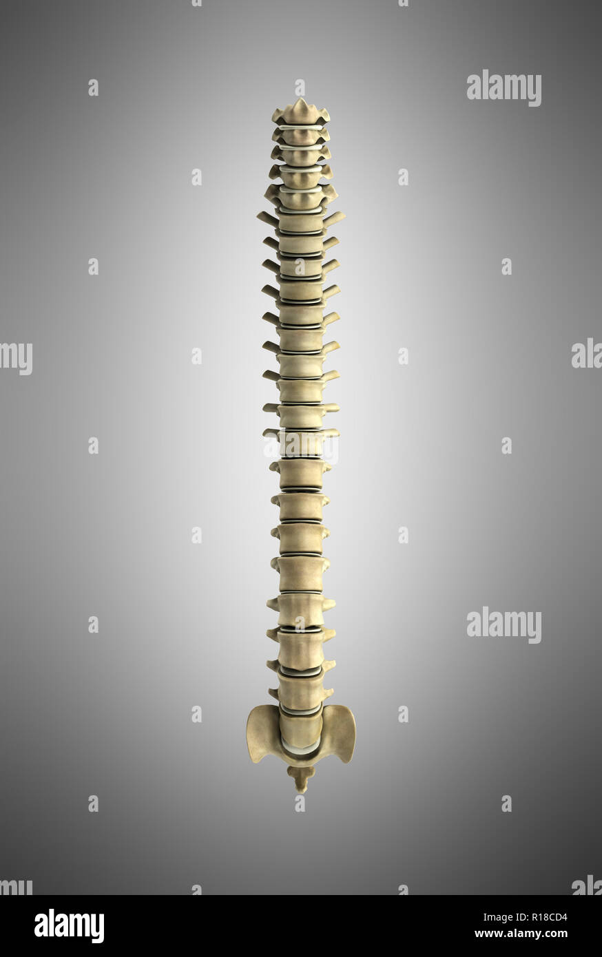 human spine 3d render on grey gradient background Stock Photo - Alamy