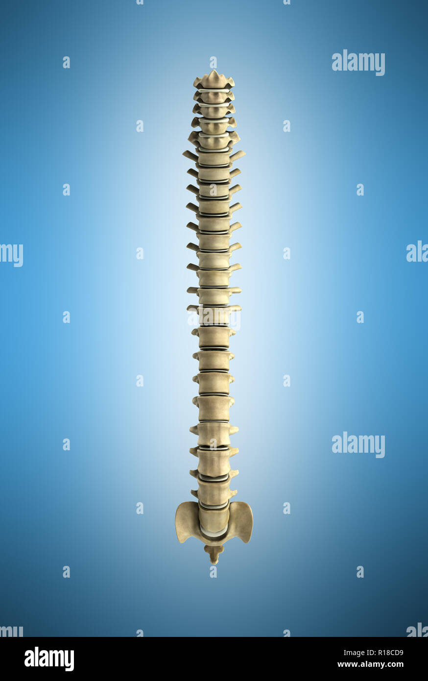human spine 3d render on blue gradient background Stock Photo - Alamy