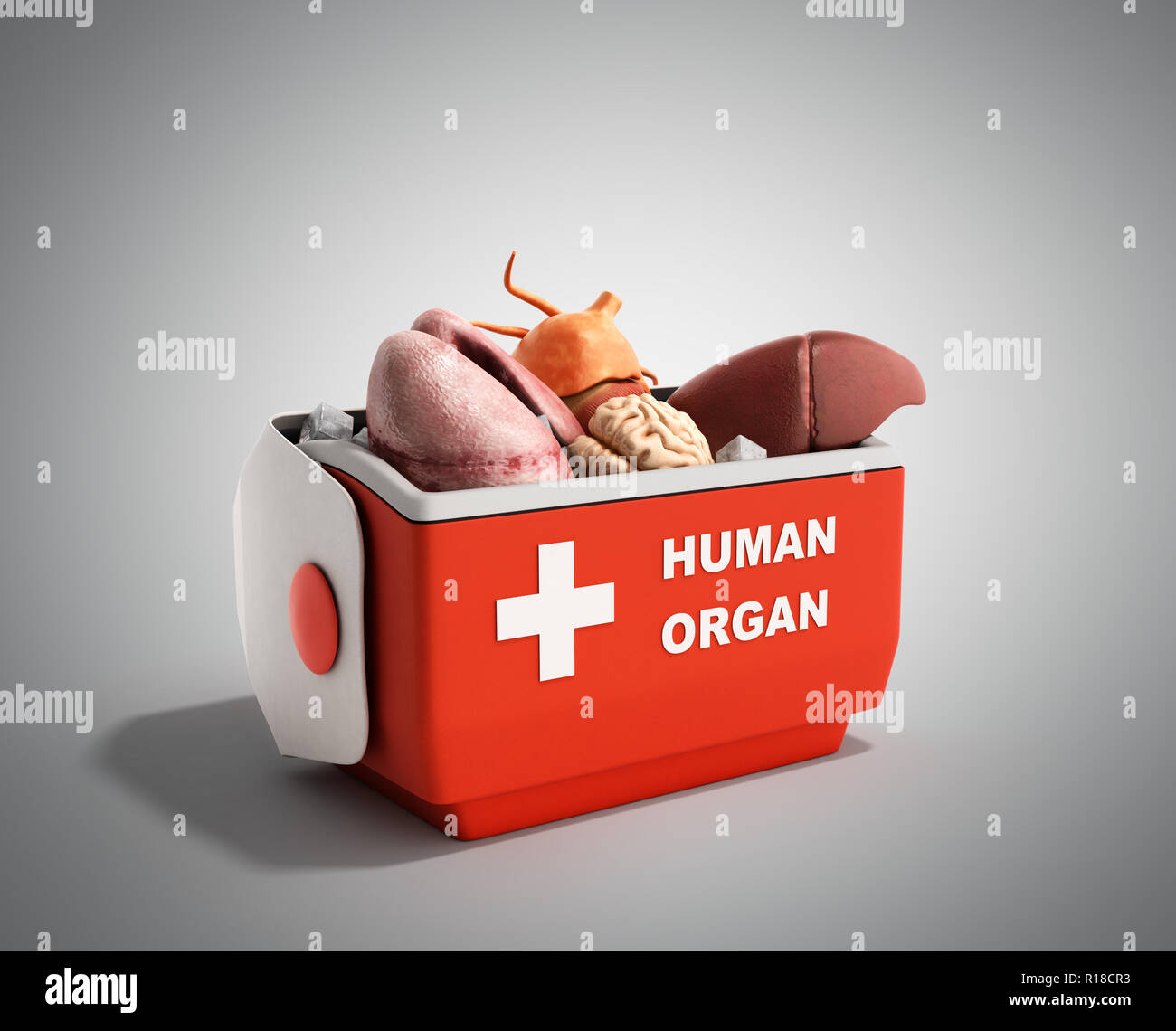 organ transportation concept open human organ refrigerator box red 3d ...