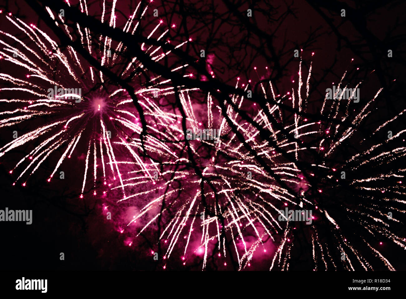 Fireworks light up the sky in the night sky through the branches Stock ...