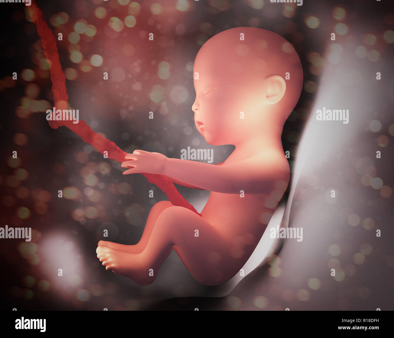 Human Embryo High Resolution Stock Photography and Images - Alamy