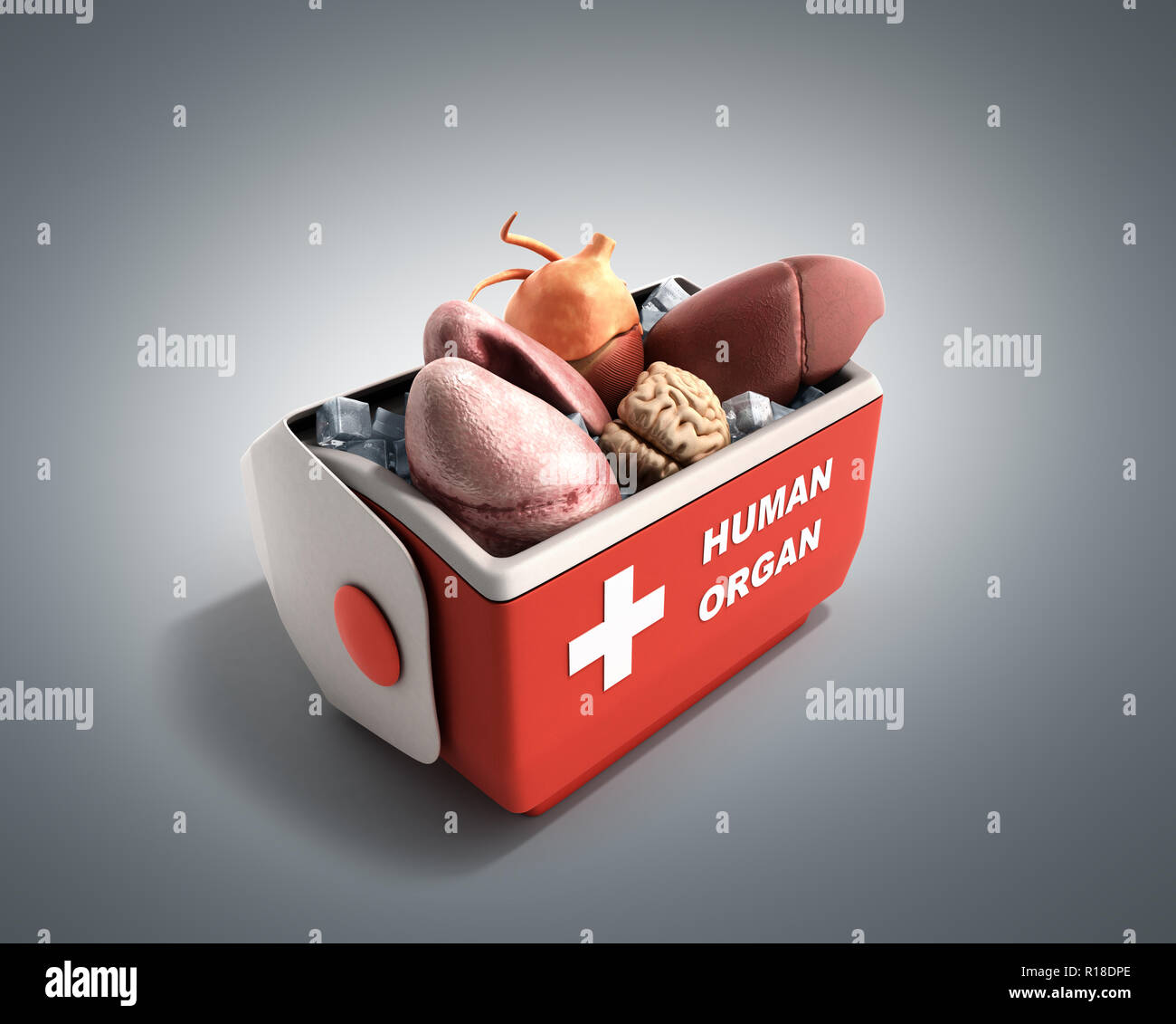 Human organ cooler hi-res stock photography and images - Alamy