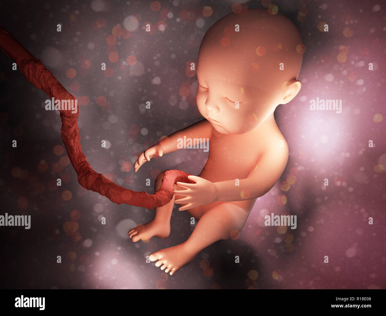 Human embryo hi-res stock photography and images - Alamy