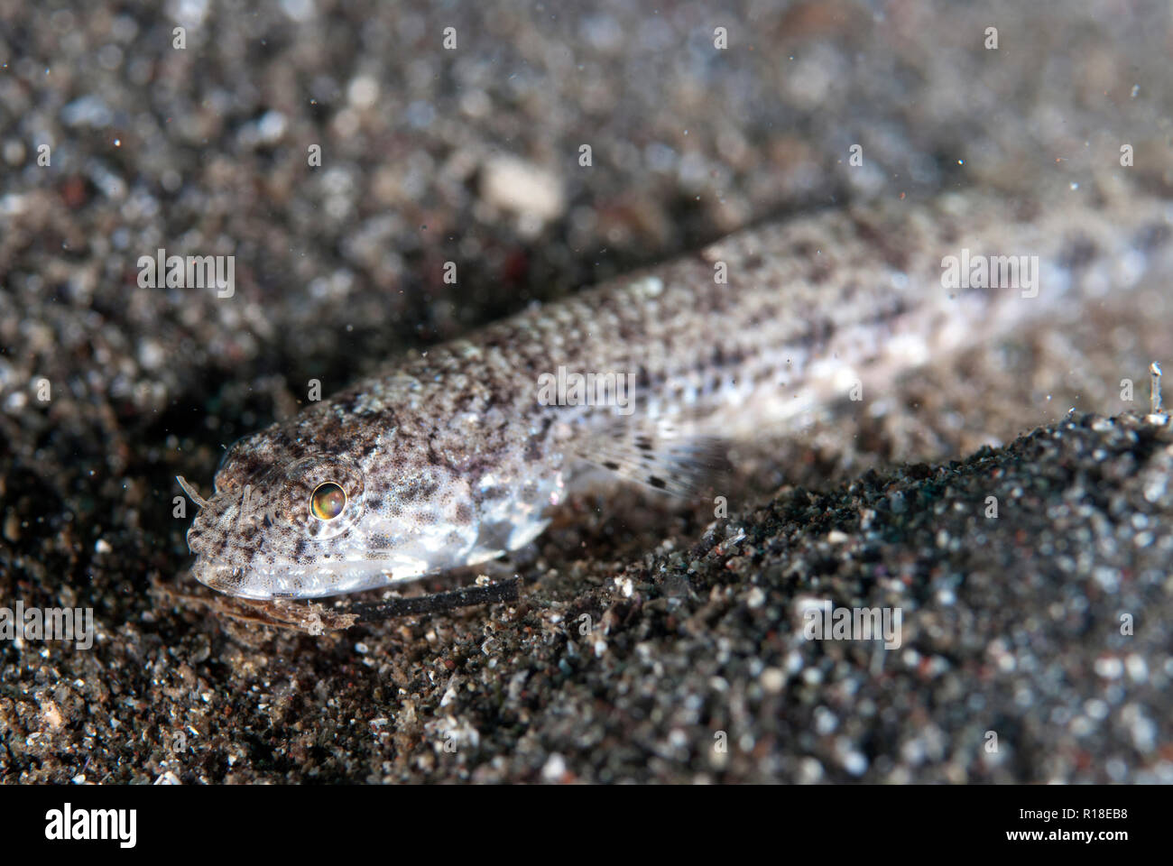 Nebulous lizardfish hi-res stock photography and images - Alamy