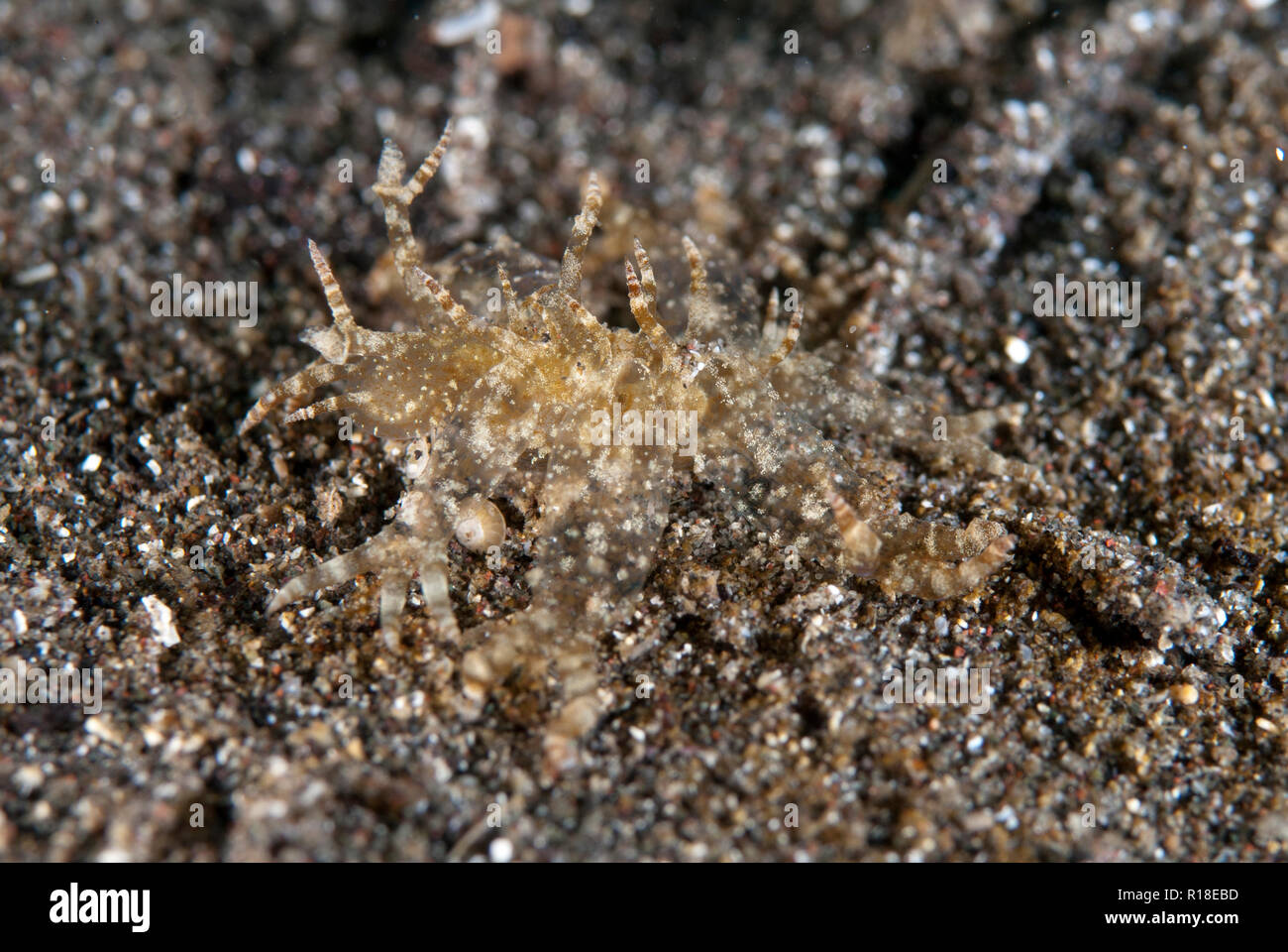 Ghost slug hi-res stock photography and images - Alamy