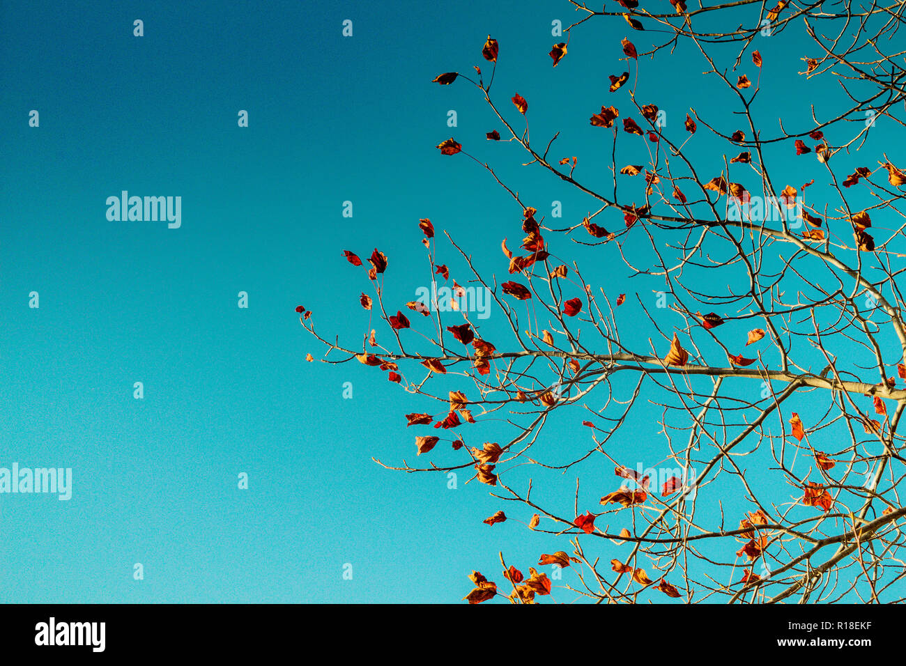 Autumn tree leaves texture background. leaf background texture Stock ...