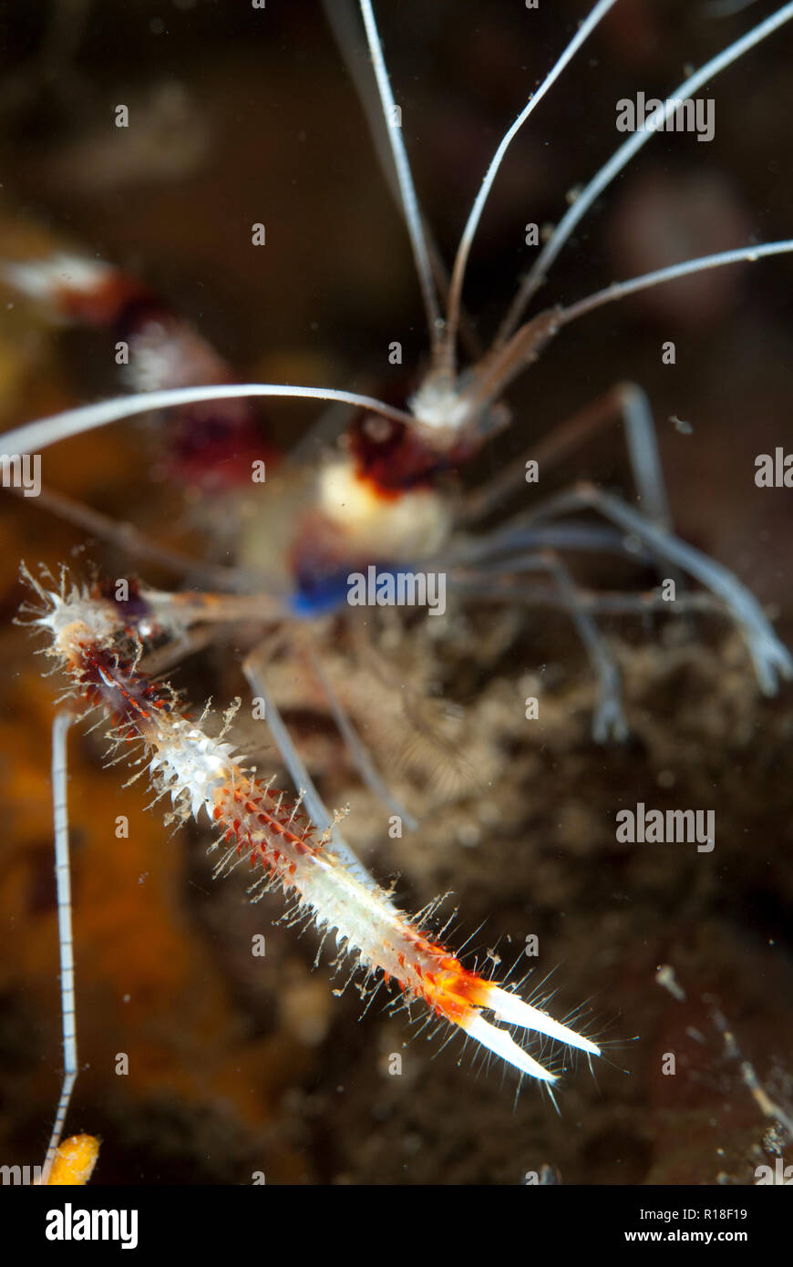 Claw of Boxer Shrimp, Stenopus hispidus, Bianca dive site, Lembeh ...