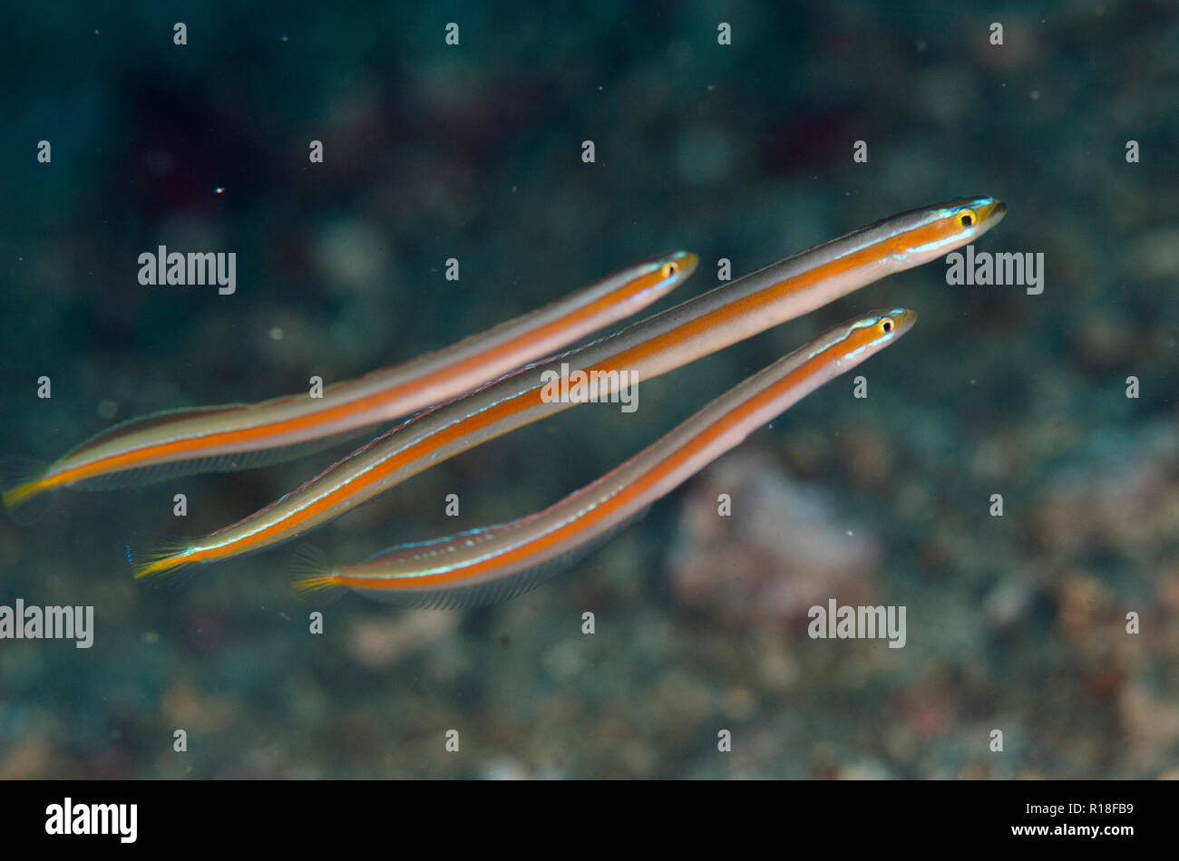 Curious wormfish hi-res stock photography and images - Alamy