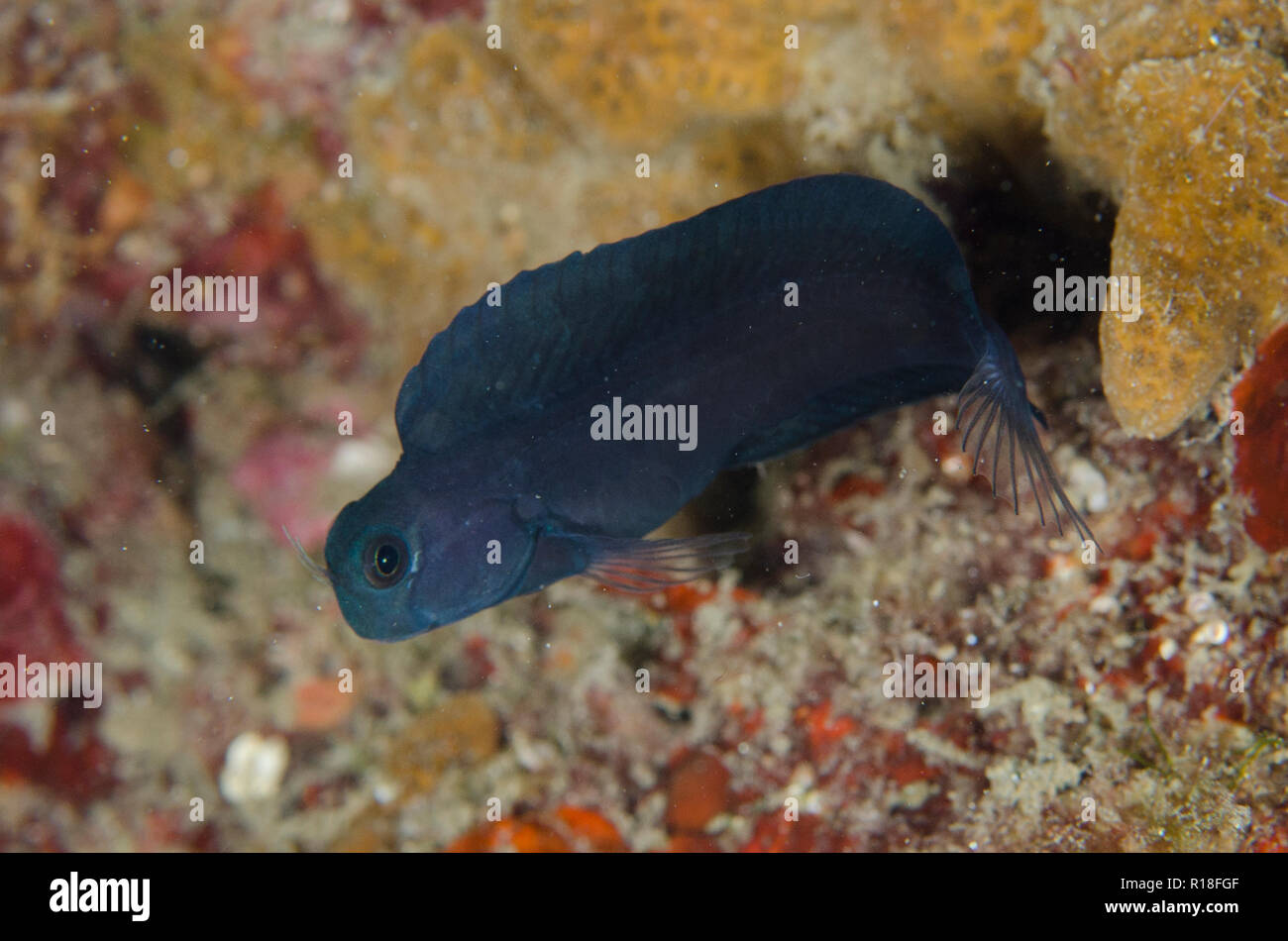 Yellowtail Blenny, Ecsenius namiyei, in blue color variation, with ...