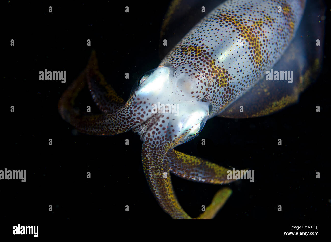 Bigfin Reef Squid, Sepioteuthis lessoniana, night dive, TK1 dive site ...