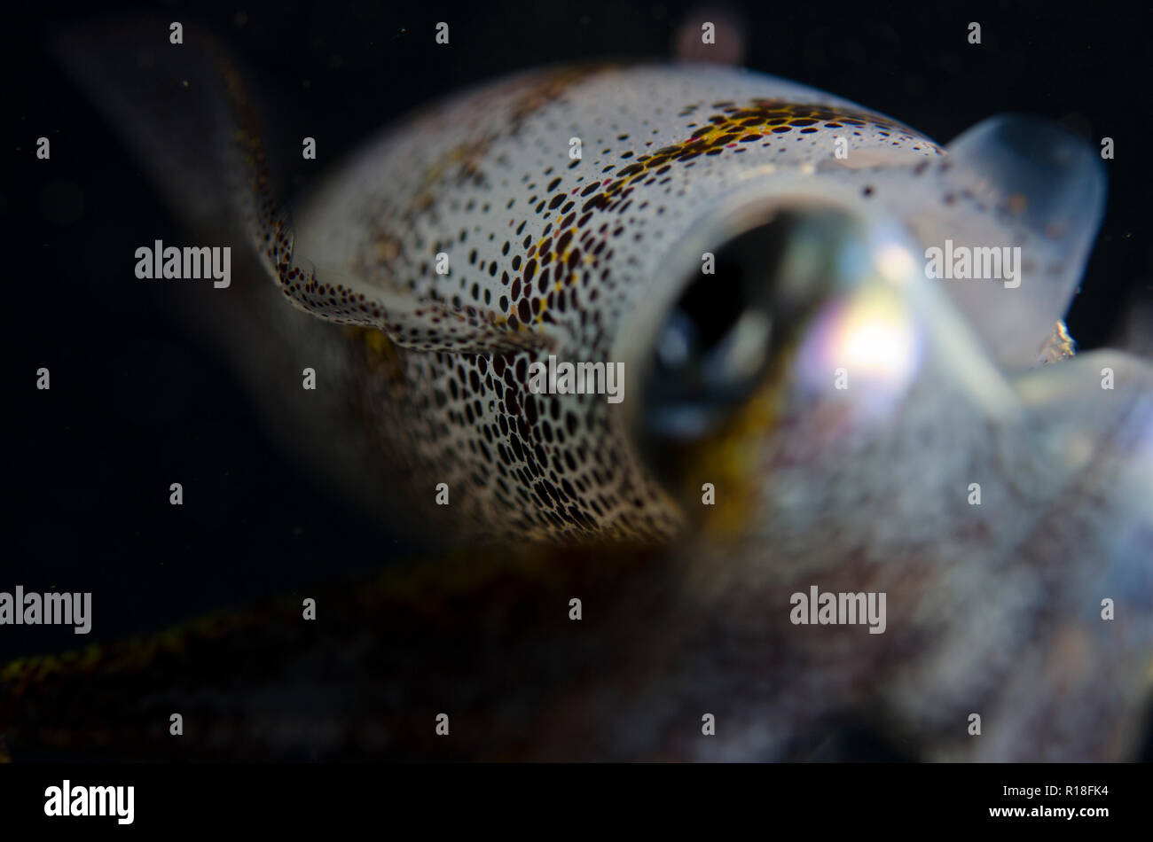Bigfin Reef Squid, Sepioteuthis lessoniana, night dive, TK1 dive site ...