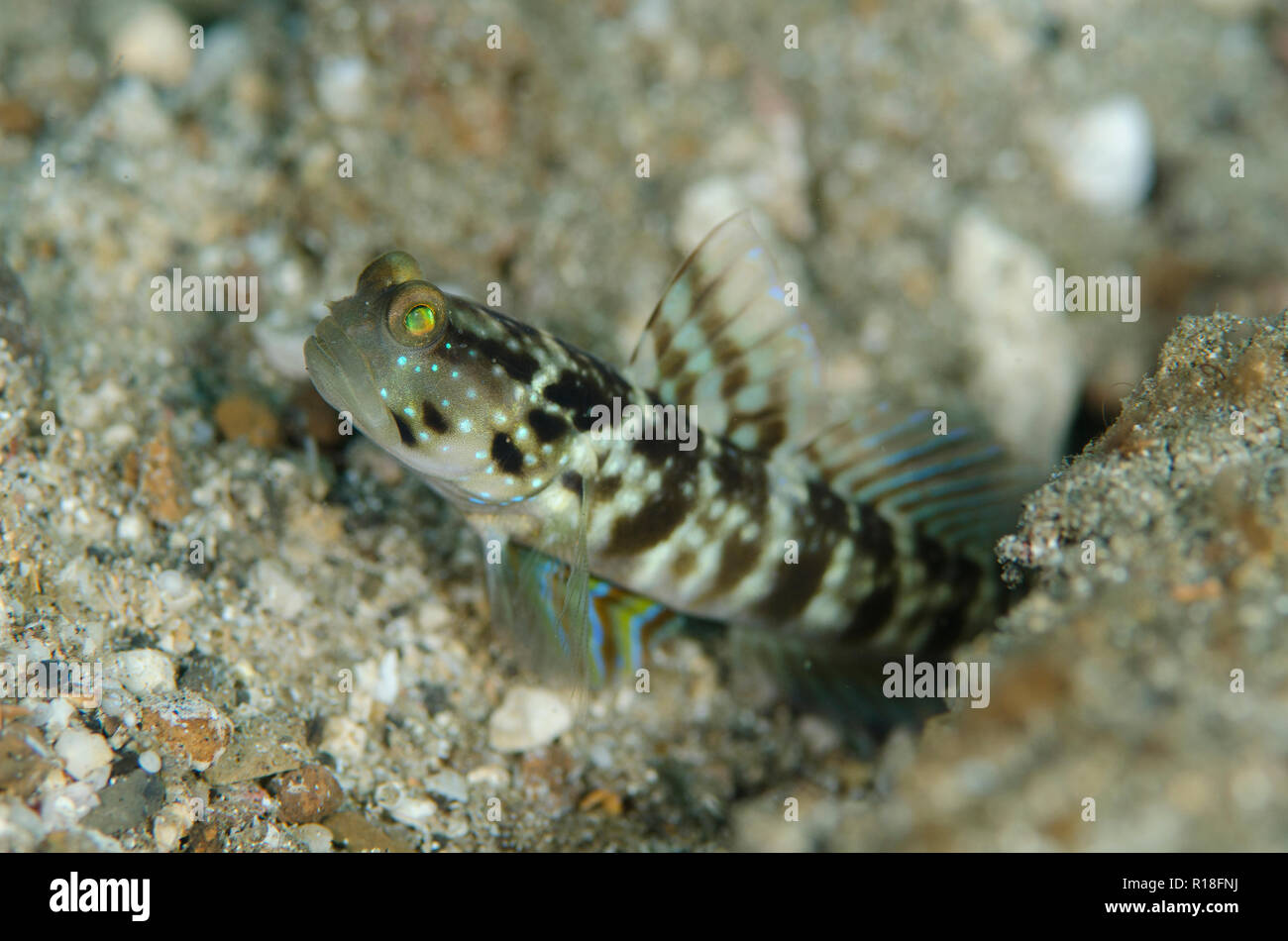 Ventral-Barred Shrimpgoby, Cryptocentrus sericus, at hole entrance on ...