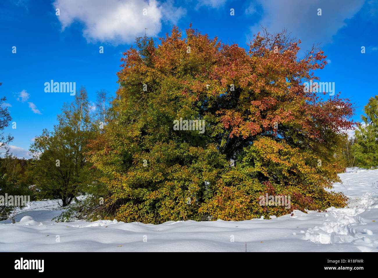 Well captured unusual event - early winter snow over colorful autumn ...