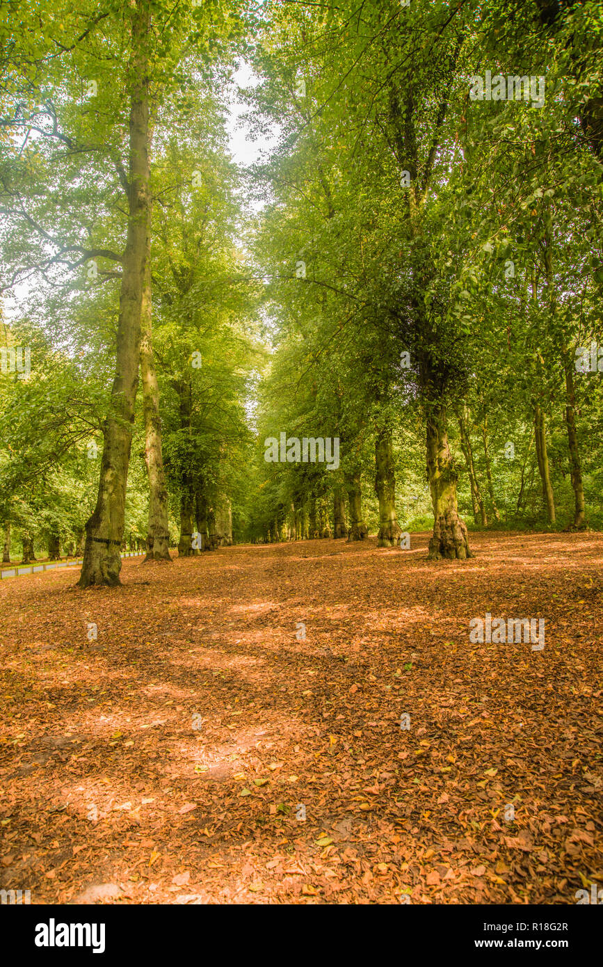 avenue lime trees Sherwood Forest Ray Boswell Stock Photo - Alamy