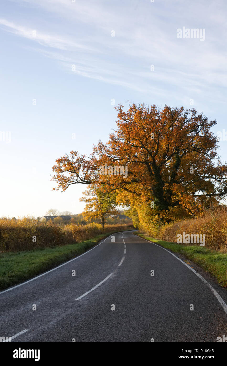 English oak tree quercus robur in autumn colours hi-res stock ...