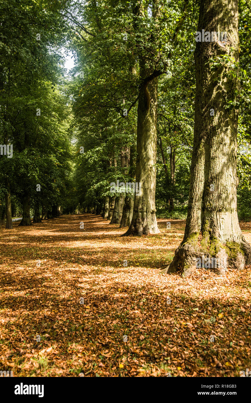 Sherwood forest england hi-res stock photography and images - Alamy