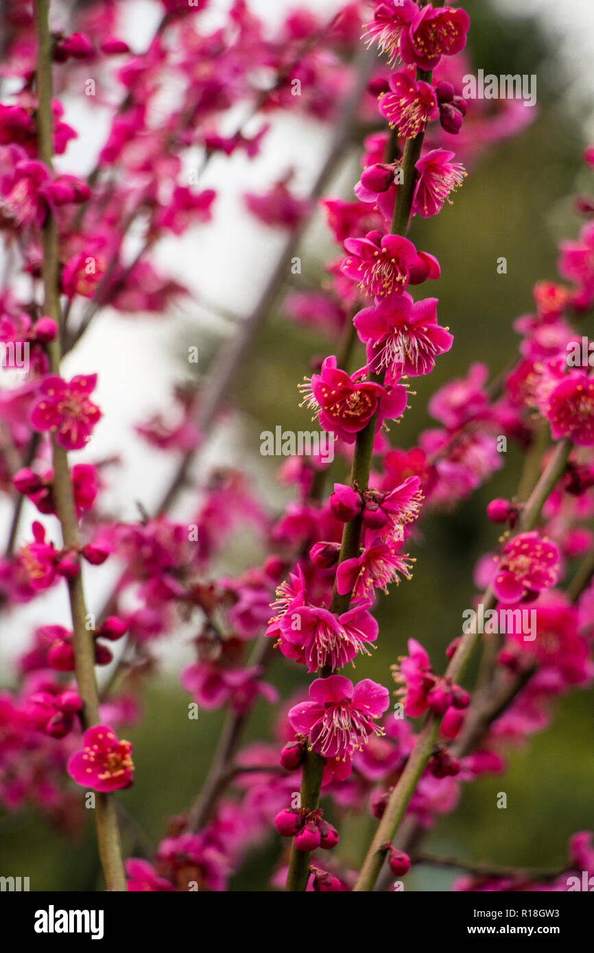 Alamy flowers hi-res stock photography and images - Alamy