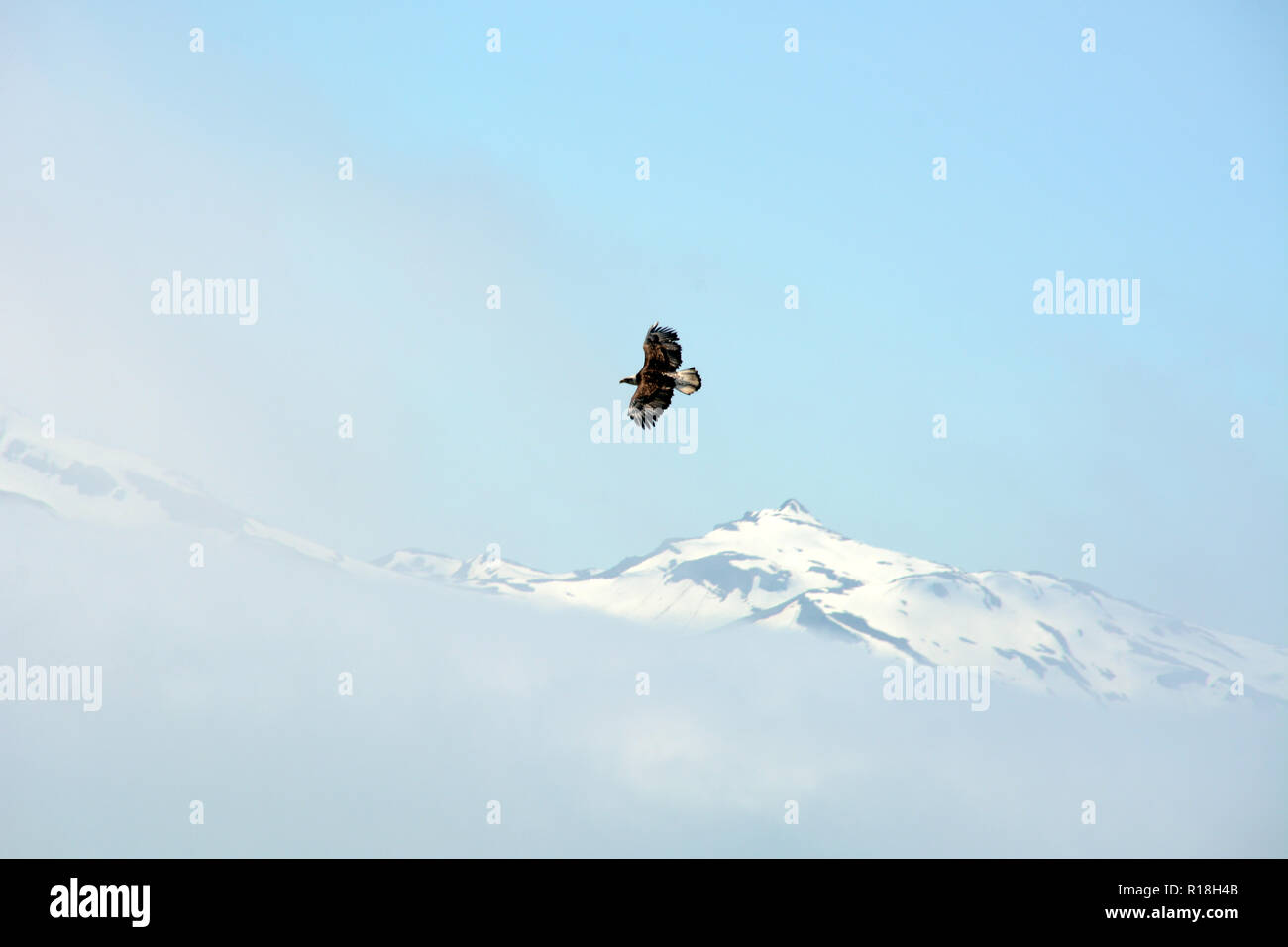 A bald eagle flying through the air above the mist covered mountains of ...