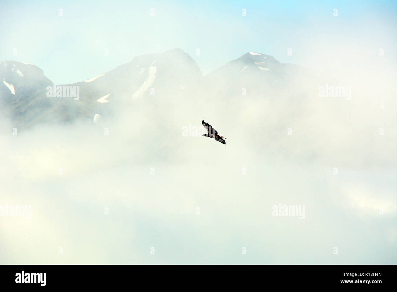 A bald eagle flying through the air above the mist covered mountains of ...