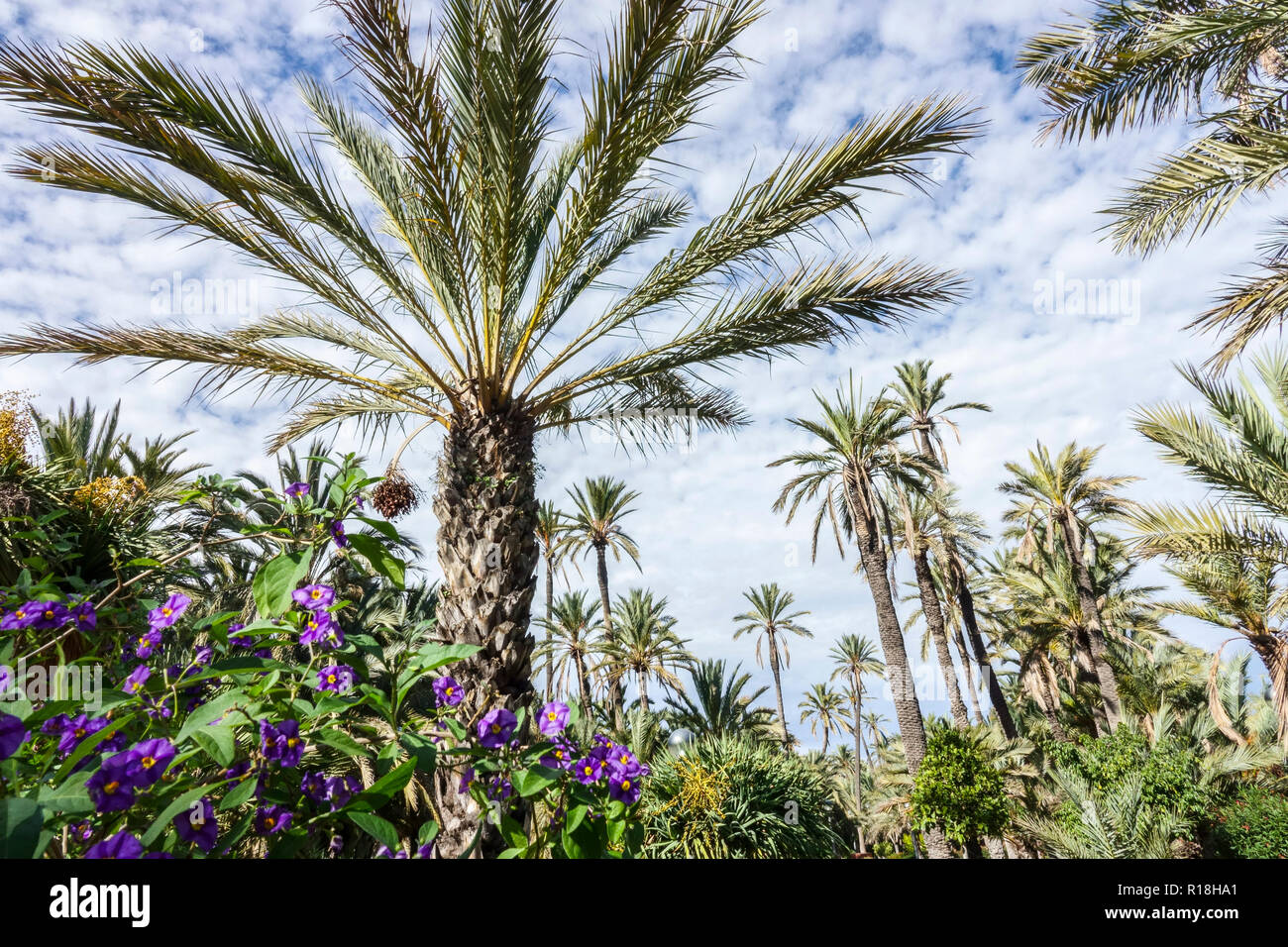 Spain, Elche Palm grove tree UNESCO World Heritage site, famous ...