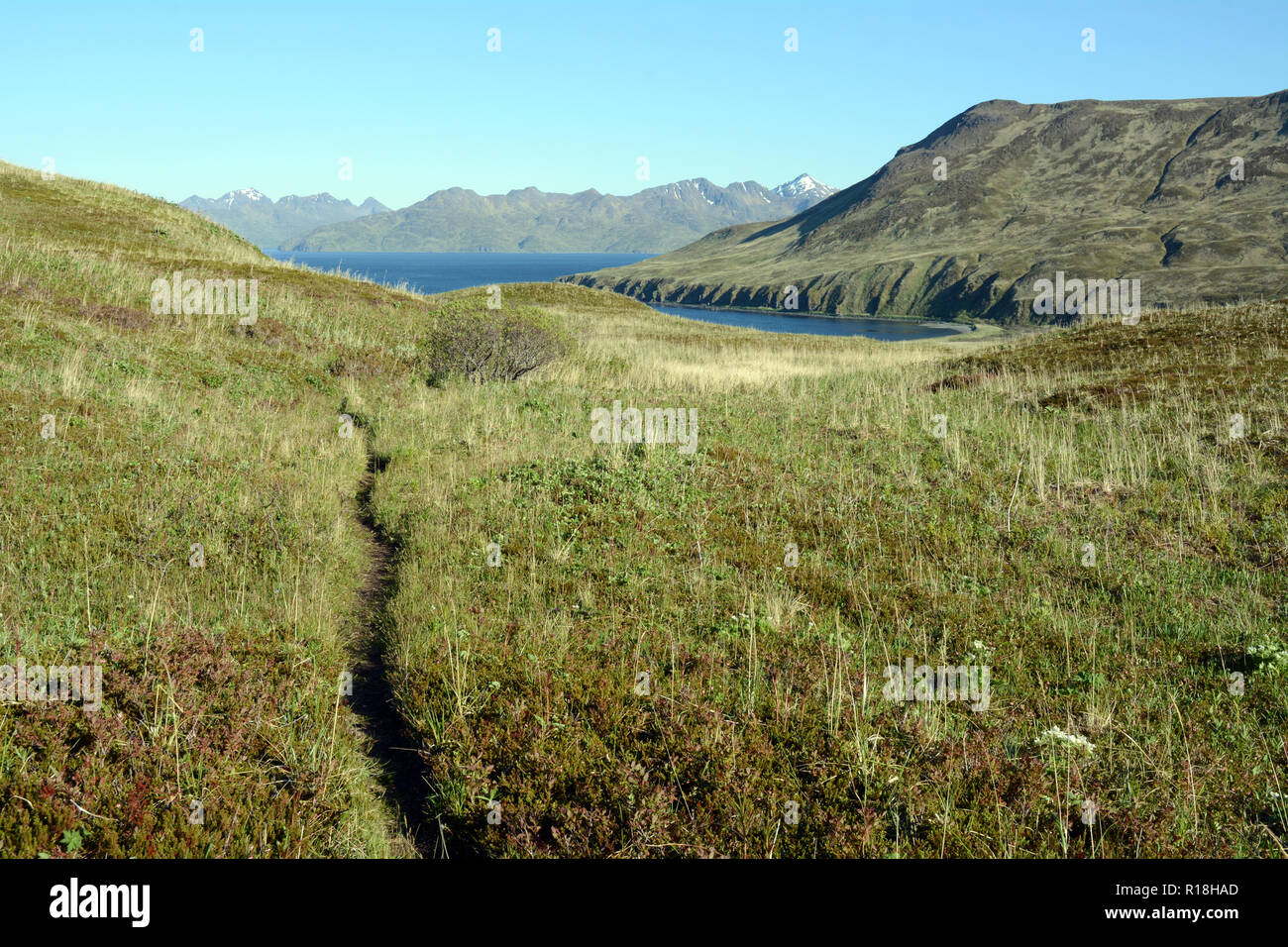 An old indigenous Unangan trail leading to an inlet of the Pacific ...