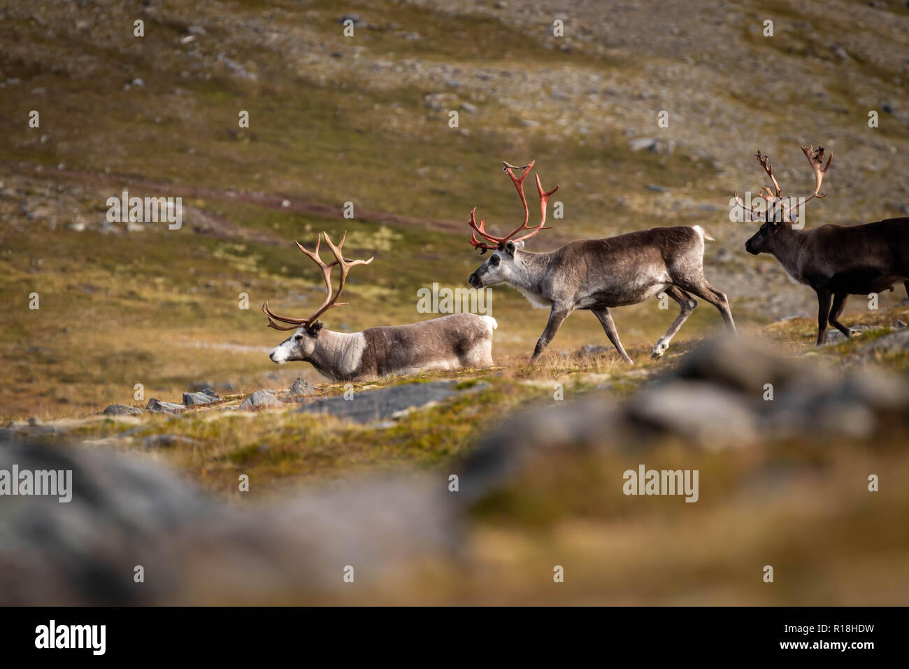 Three Norwegian reindeer with newly shed antlers walking by Stock Photo ...
