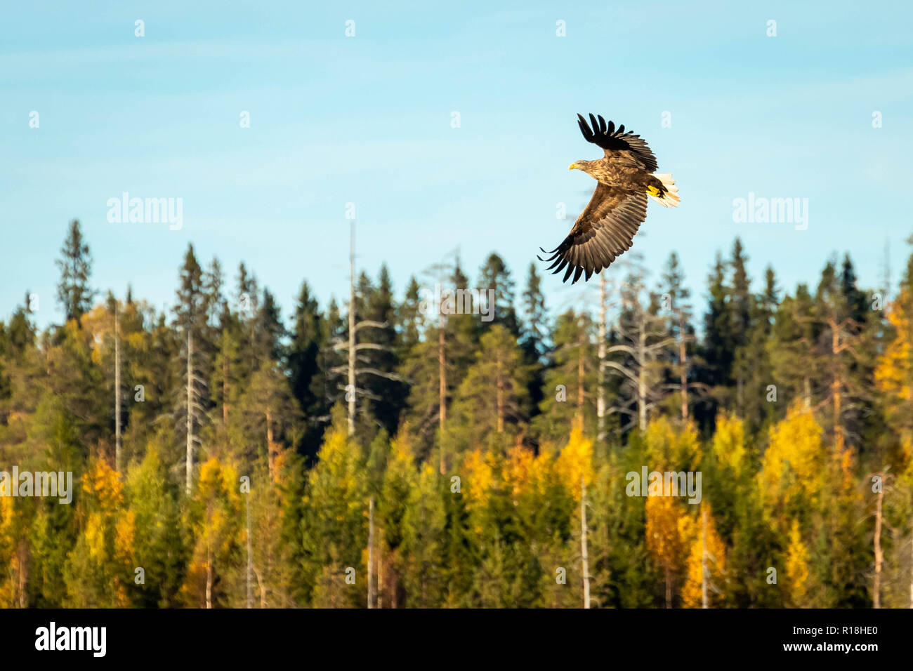 White-tailed Eagle in flight at sunset with Finnish taiga in the ...