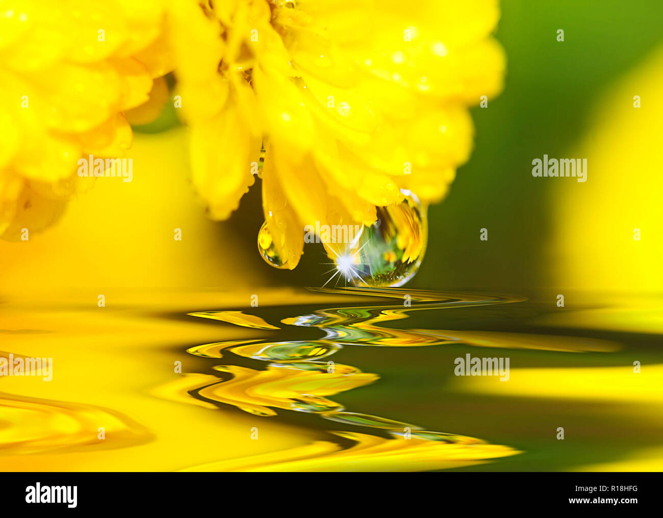 Pretty flowers with water drops, reflections and refractions off their ...