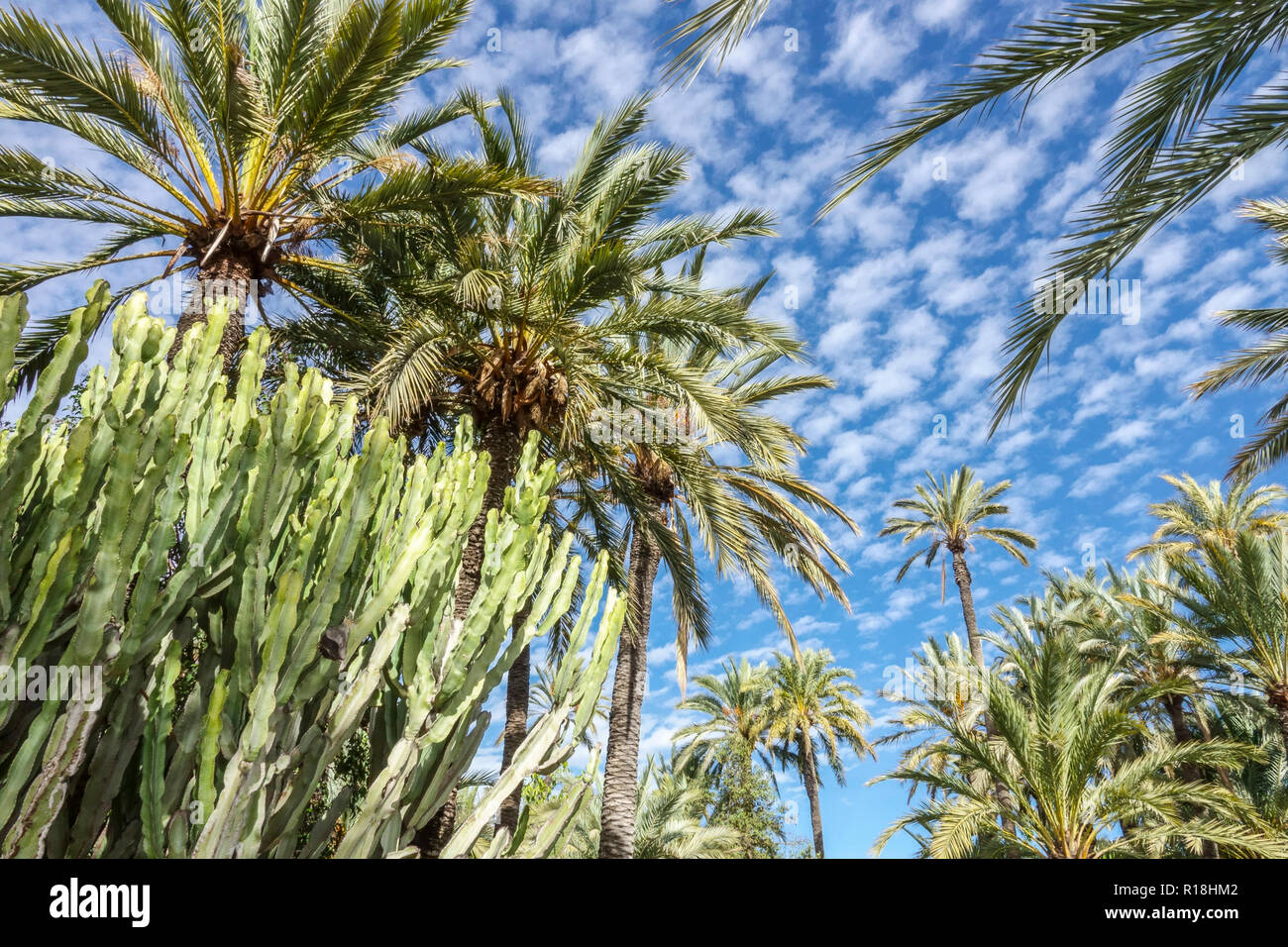 Spain, Elche, Palm tree , palmeral, Valencia region Stock Photo - Alamy