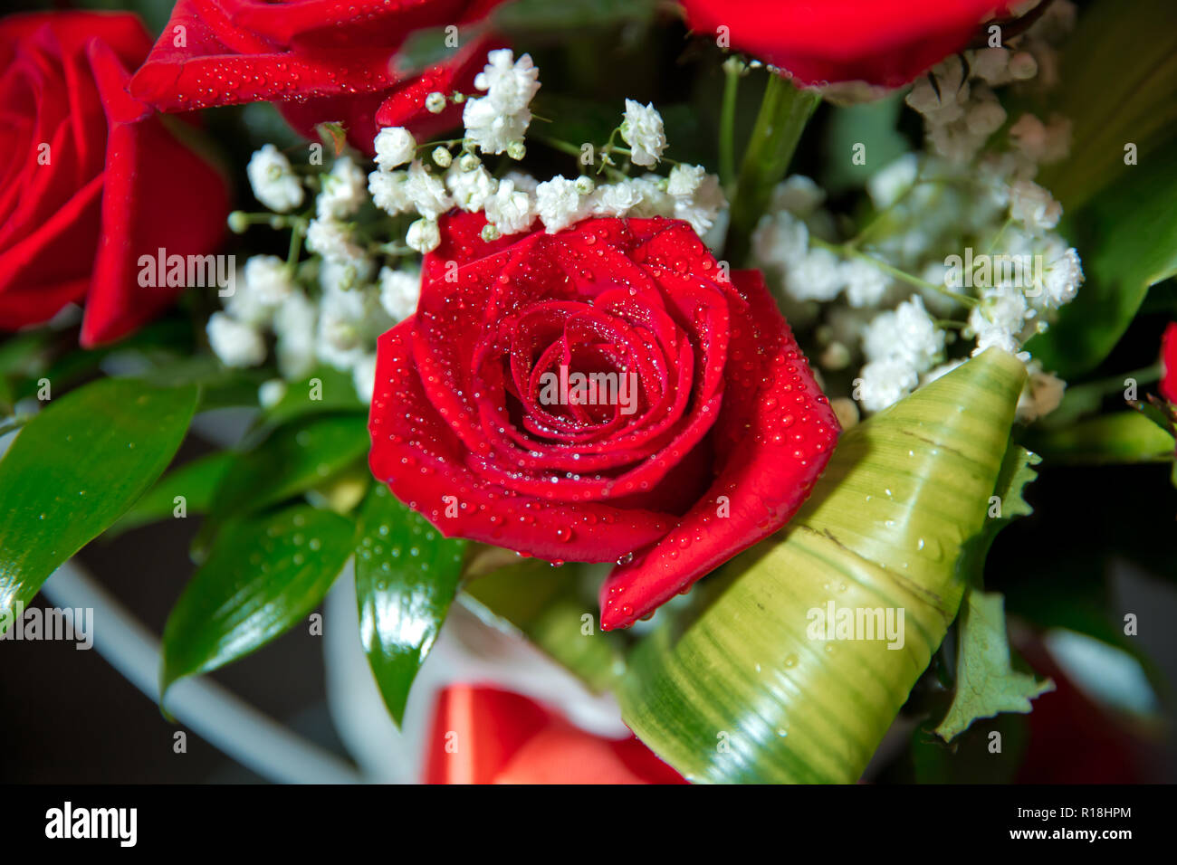 beautiful red rose background, fresh flower with dew drops on the ...