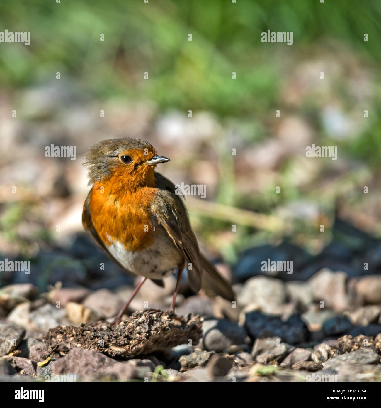Male juvenile robin, Erithacus rubecula, hiding under a phormium plant ...