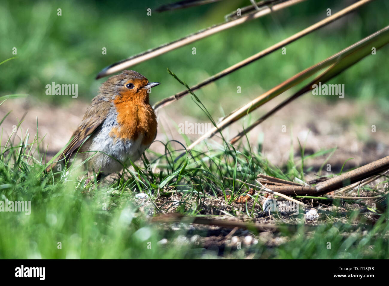 Male juvenile robin, Erithacus rubecula, hiding under a phormium plant ...