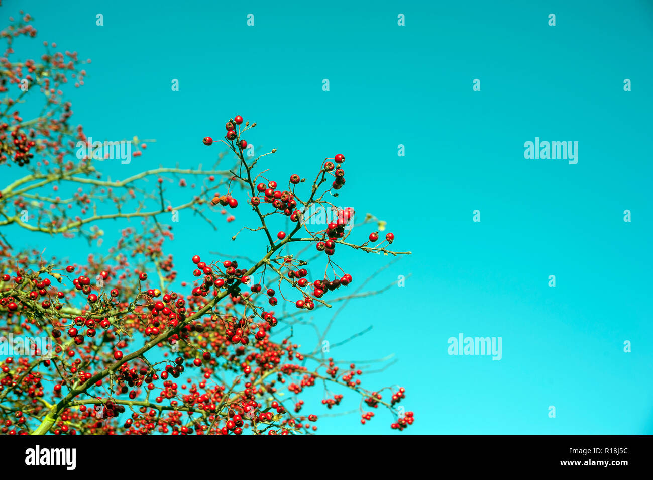 Tree withstands hi-res stock photography and images - Alamy