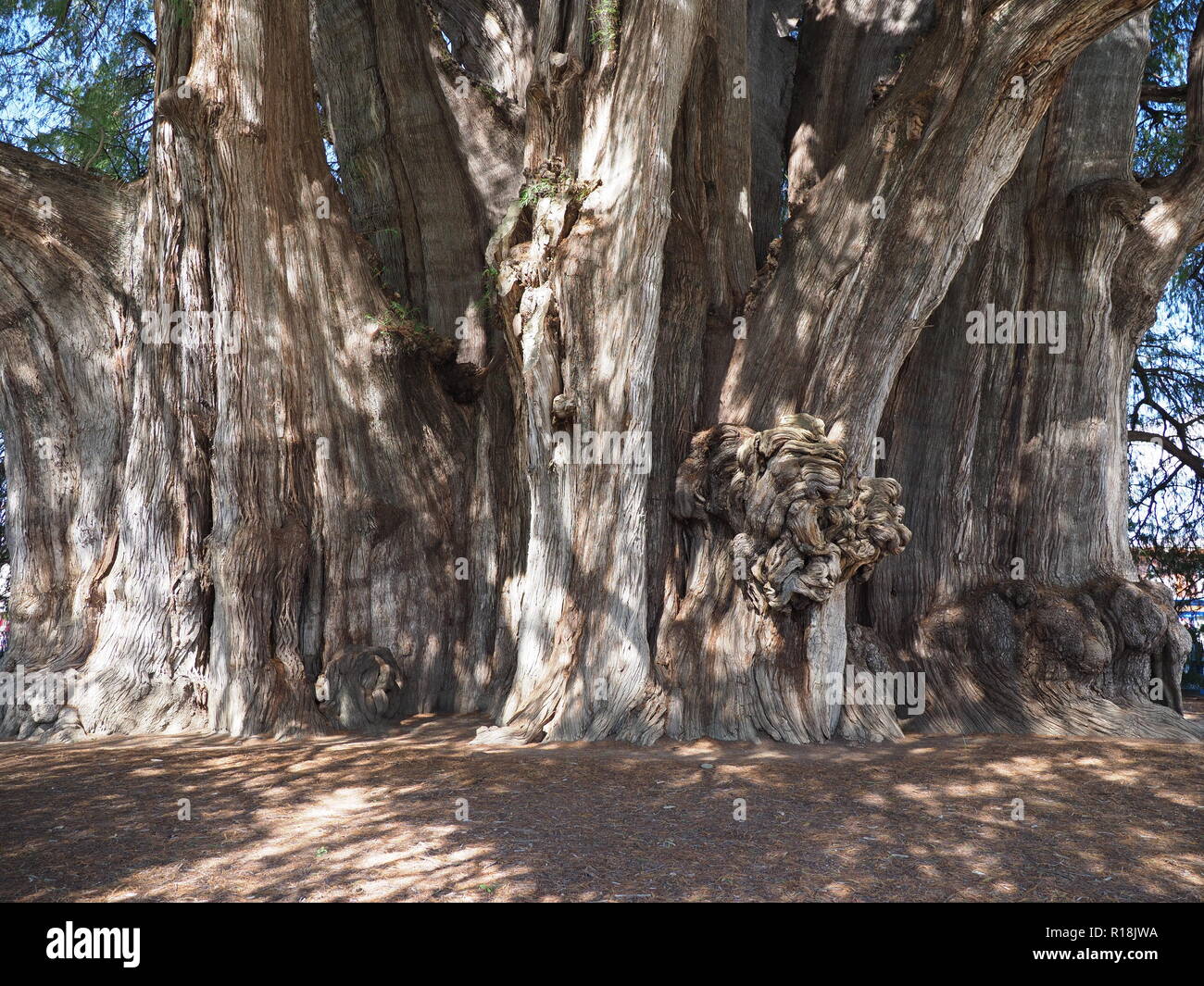 Stoutest trunk of the world of brilliant Montezuma cypress tree at ...