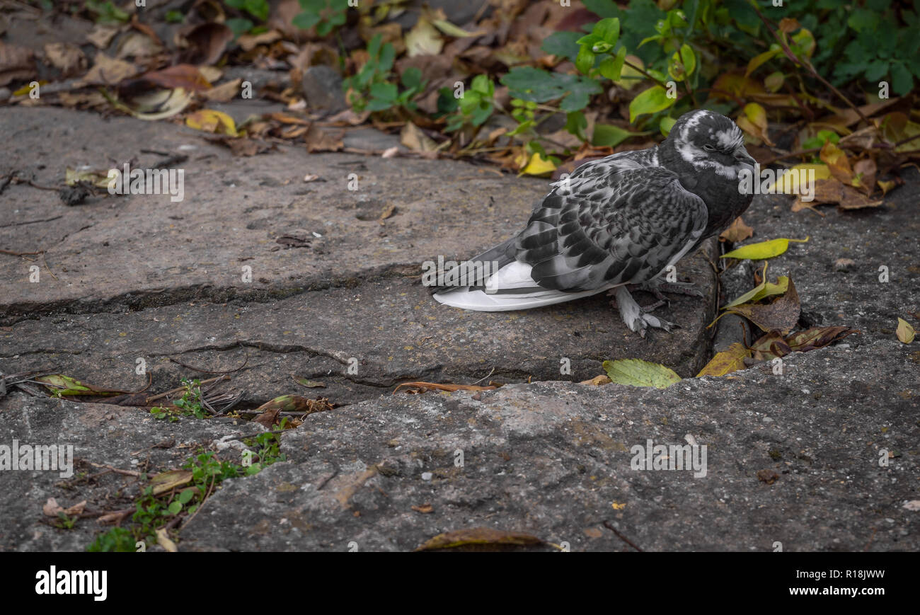 Pigeons and doves constitute the animal family Columbidae and the order ...