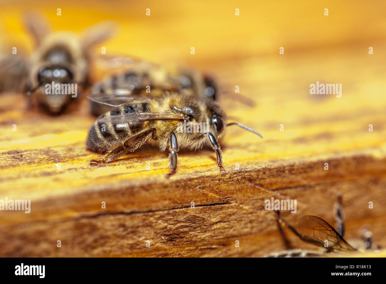 Apis mellifera honey bees swarming on a beehive. Tenerife, Canary ...