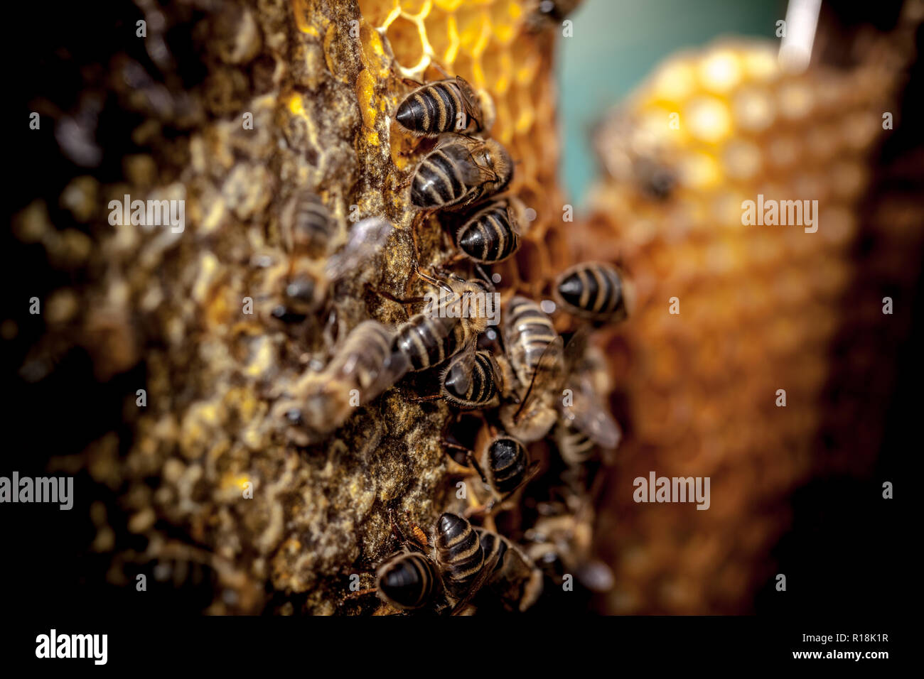 Apis mellifera honey bees swarming on a beehive. Tenerife, Canary ...
