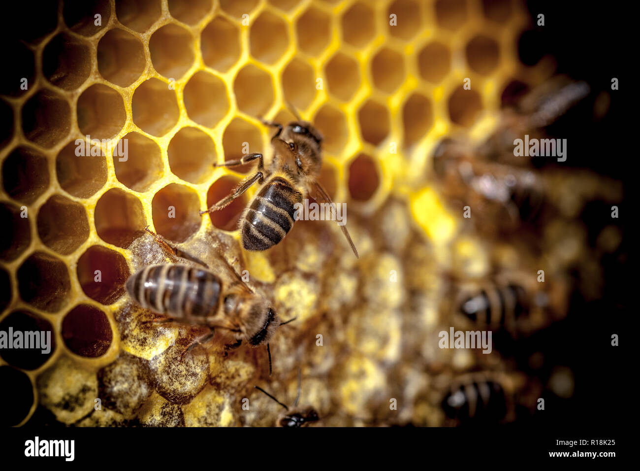 Apis mellifera honey bees swarming on a beehive. Tenerife, Canary ...