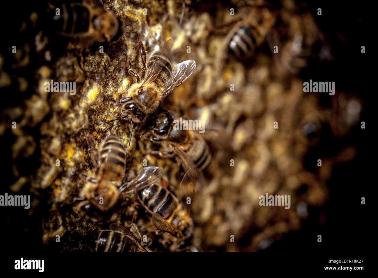 Apis mellifera honey bees swarming on a beehive. Tenerife, Canary ...