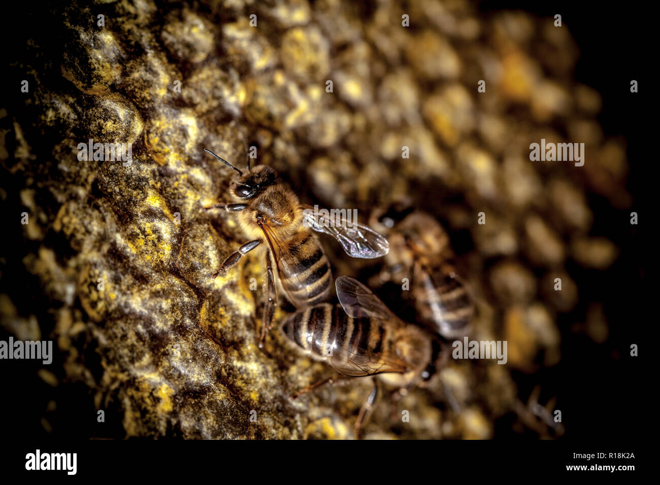 Apis mellifera honey bees swarming on a beehive. Tenerife, Canary ...