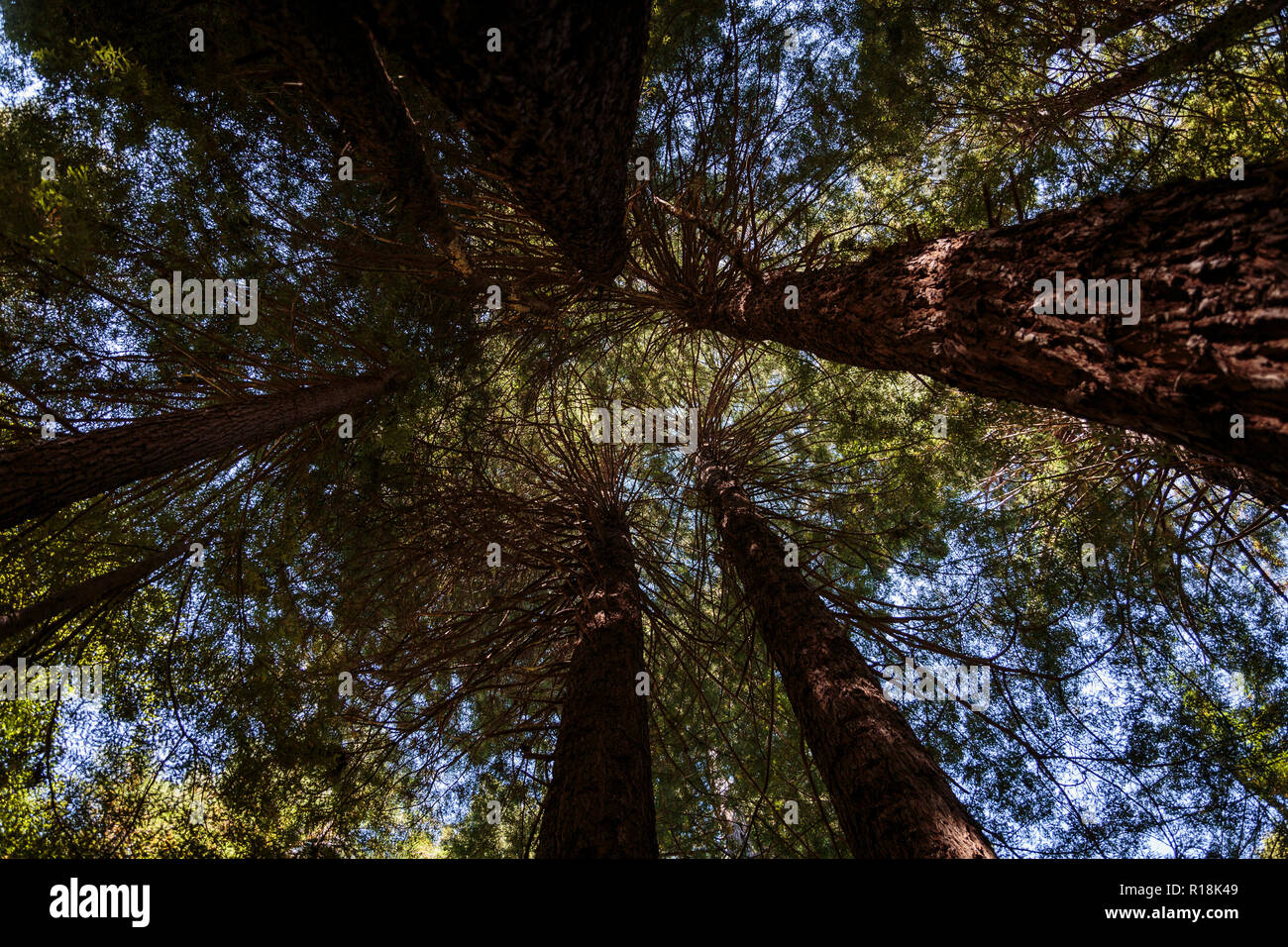 Coastal redwood (Sequoia sempervirens) canopy, Mendocino county Stock ...