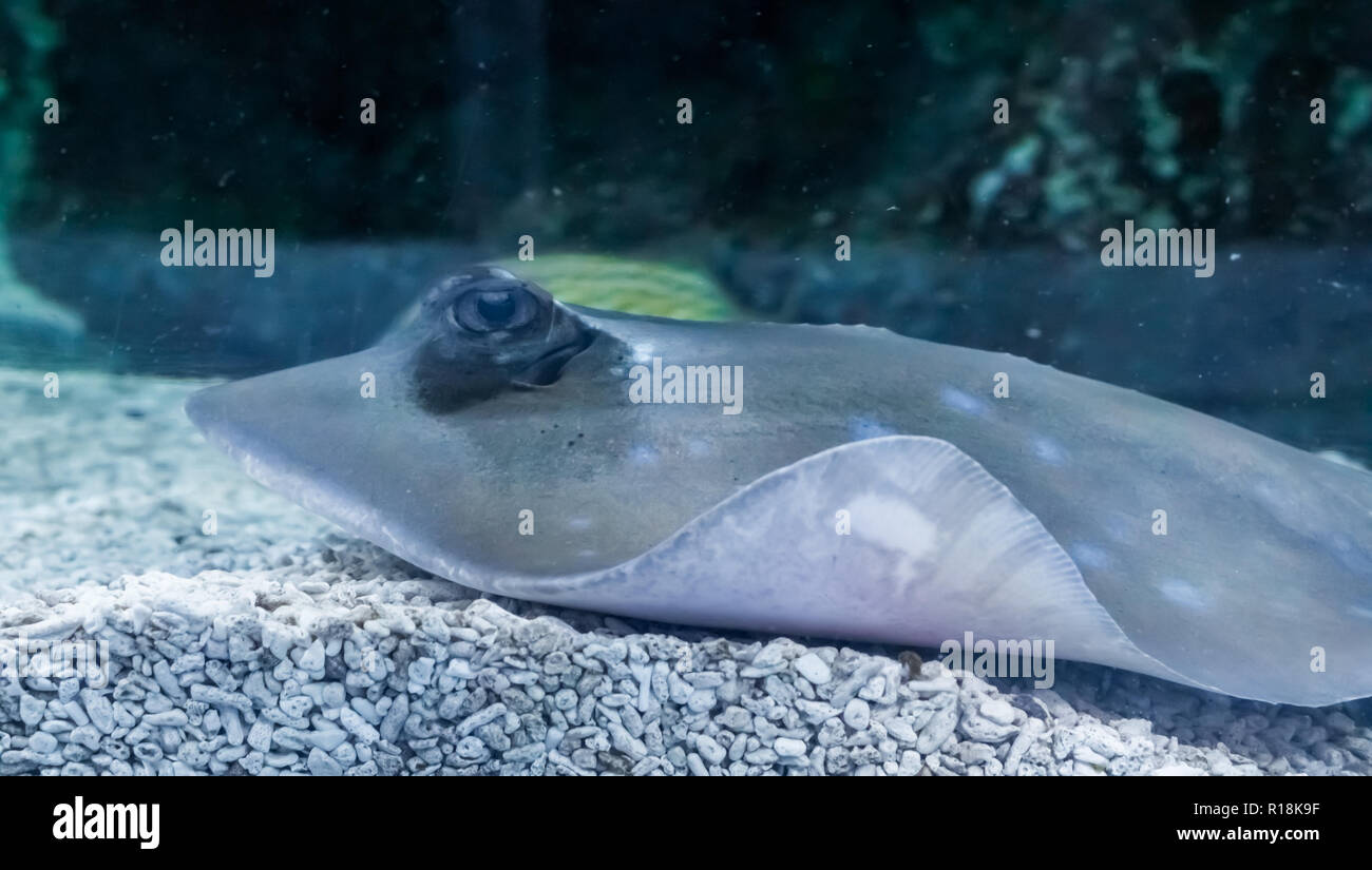 blue-spotted stingray looking very angry a closeup marine sea life ...
