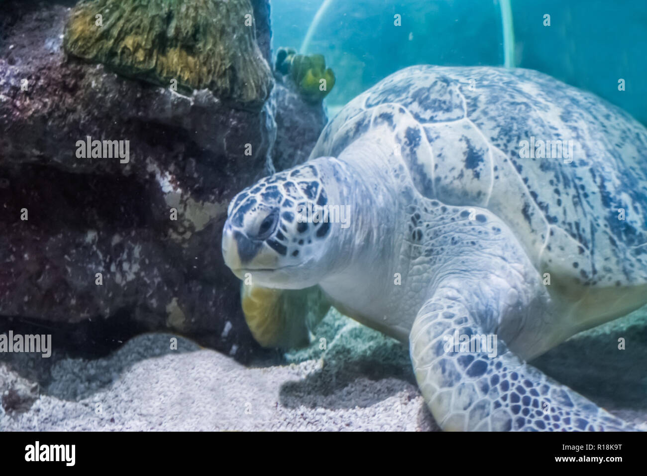 Rare green sea turtle sea life aquarium hi-res stock photography and ...