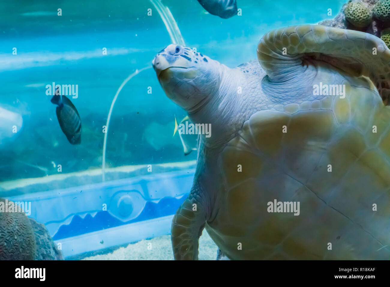 Angry turtle hi-res stock photography and images - Alamy