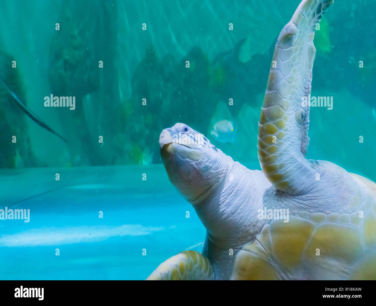 Angry turtle hi-res stock photography and images - Alamy