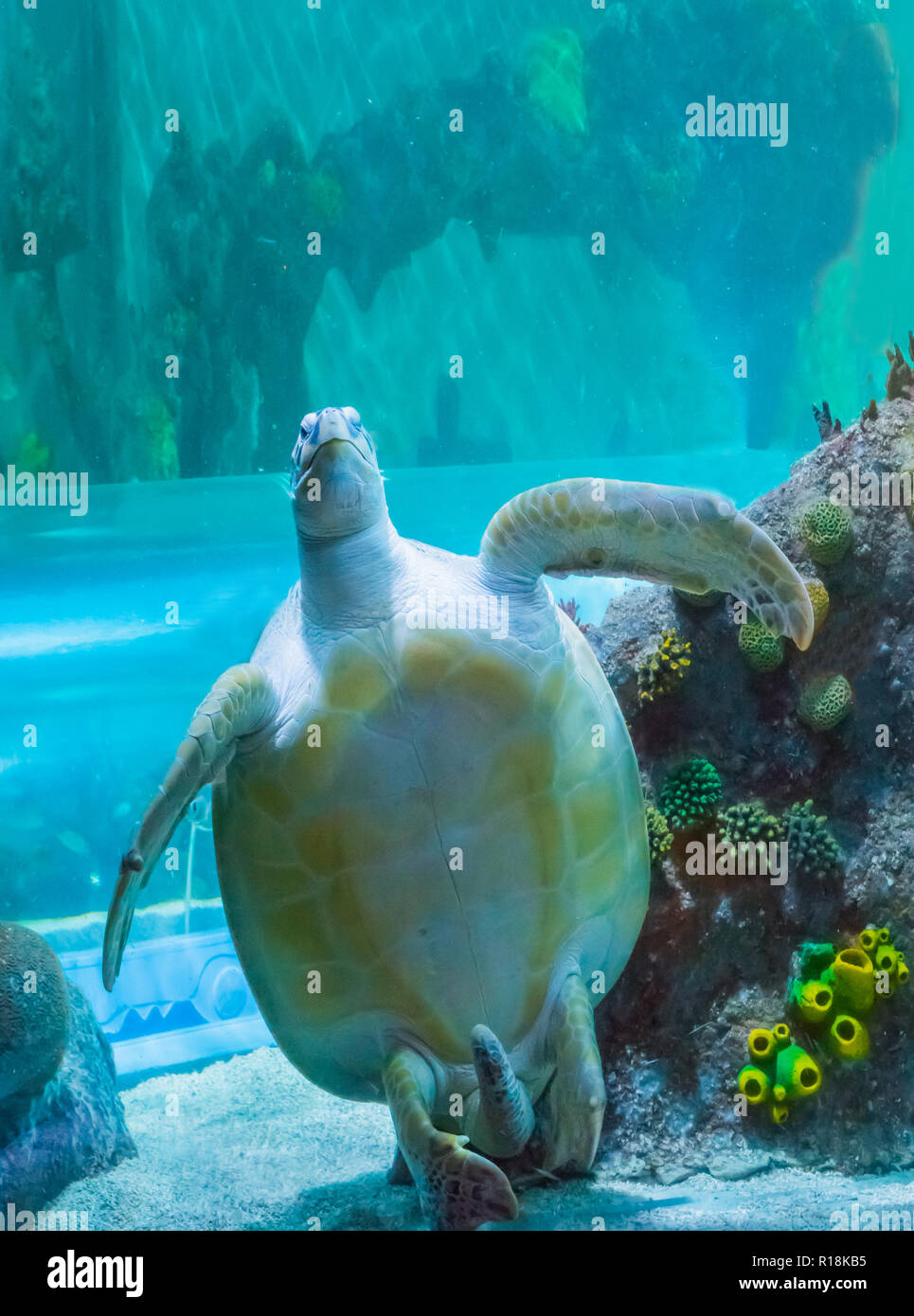 breathtaking beautiful green or loggerhead turtle showing of his bottom ...