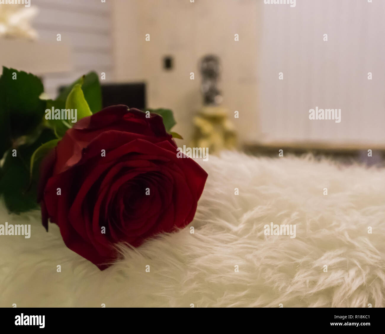 closeup macro of a red rose laying in a living room for valentines day ...