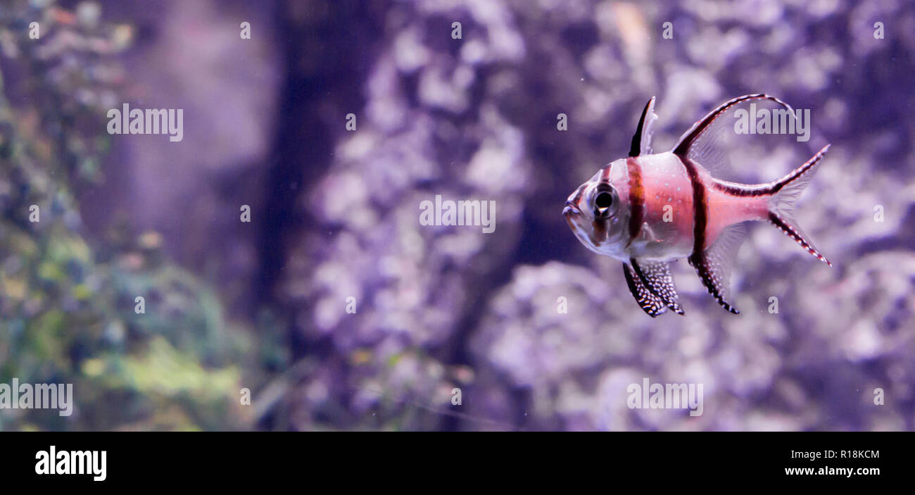Banggai cardinalfish hi-res stock photography and images - Alamy
