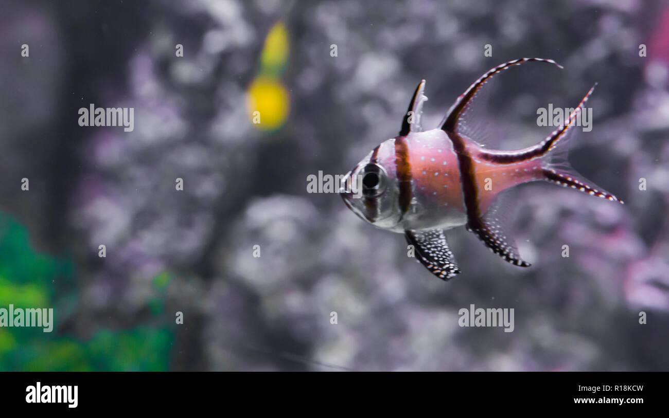 banggai cardinalfish tropical and endangered fish pet for the aquarium ...